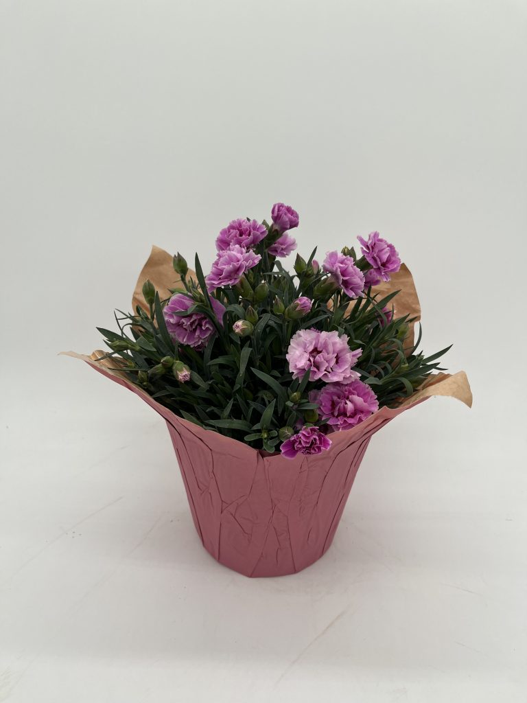 Carnation - Sunlet Nursery