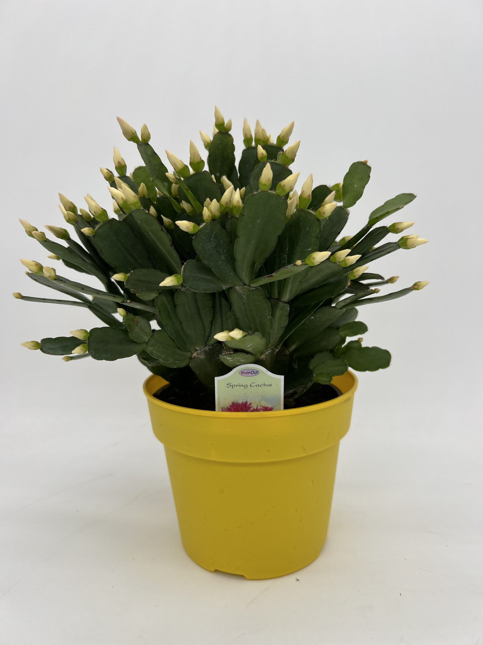 Spring Cactus - Sunlet Nursery