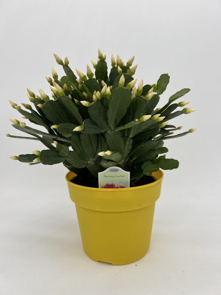 Spring Cactus - Sunlet Nursery