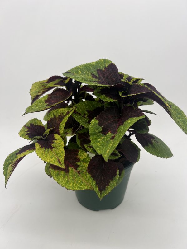 Magilla perilla - Sunlet Nursery