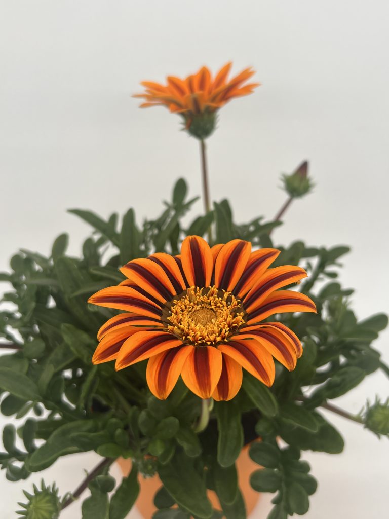 African Daisy - Sunlet Nursery