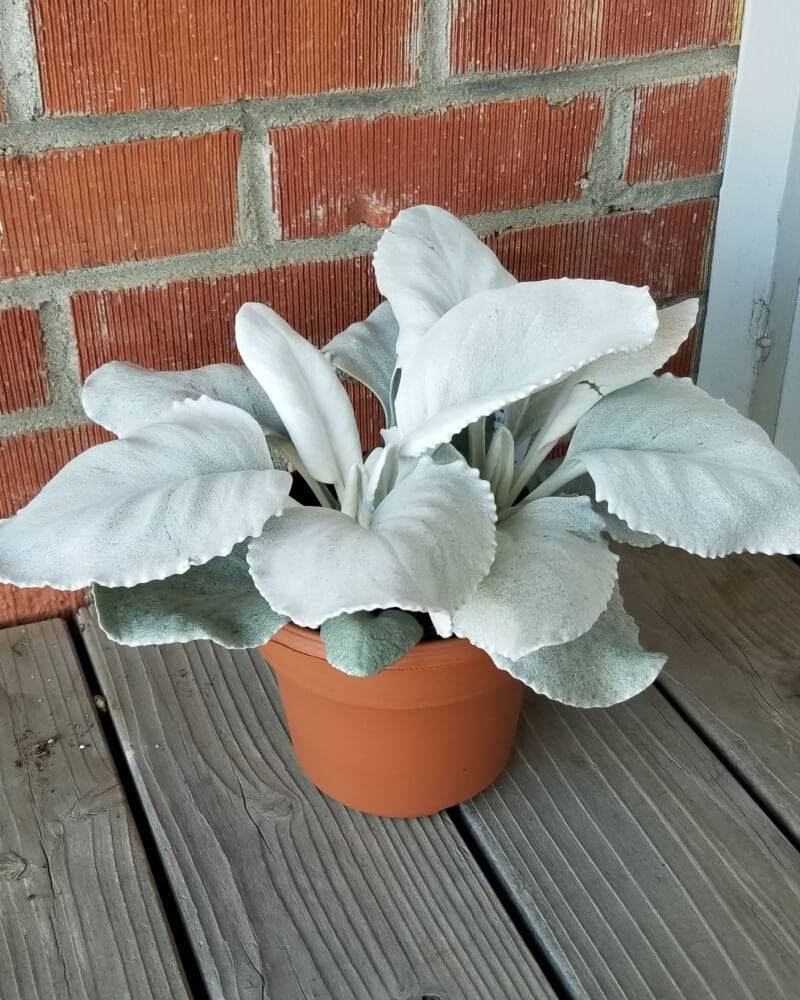 Angel Wing - Sunlet Nursery