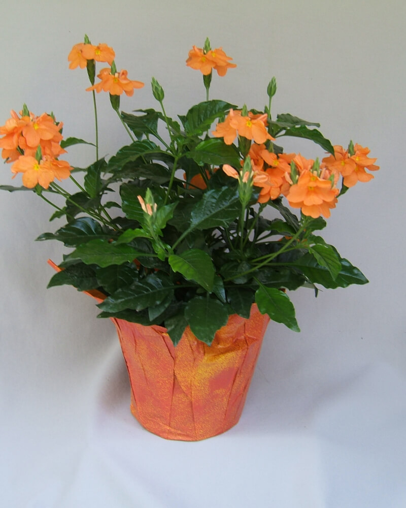 Firecracker flower - Sunlet Nursery