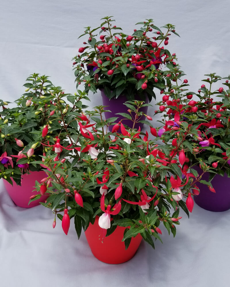Fuchsia - Sunlet Nursery