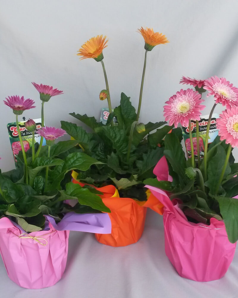 Garvinea daisy - Sunlet Nursery