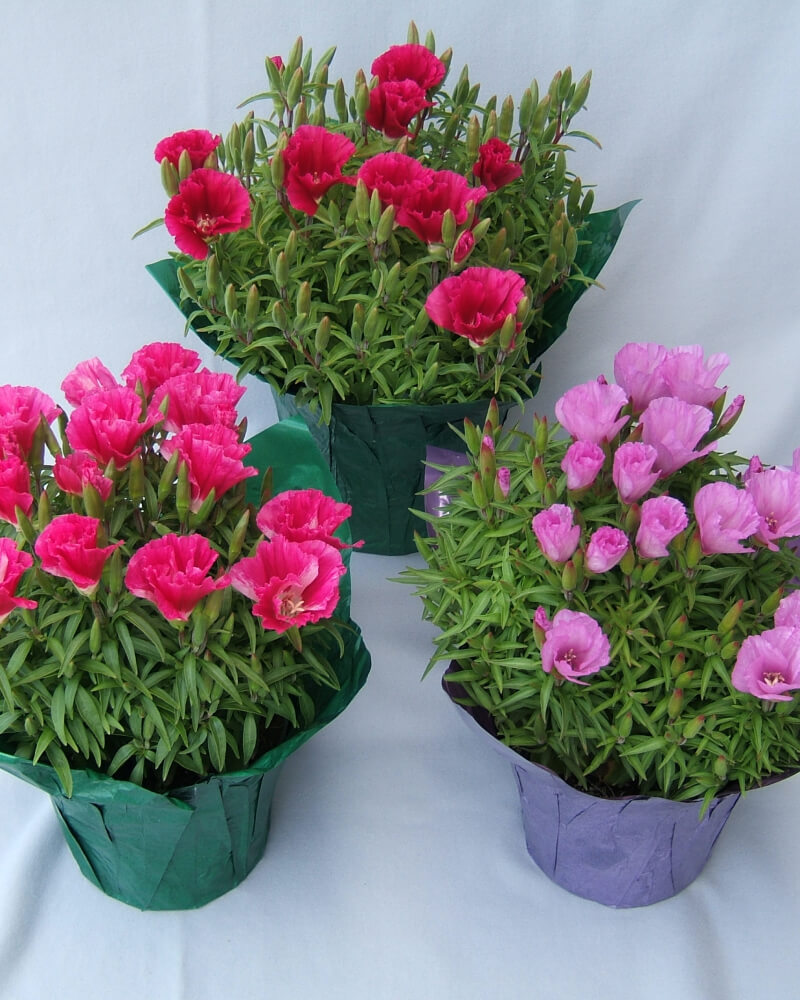 Satin Flower - Sunlet Nursery