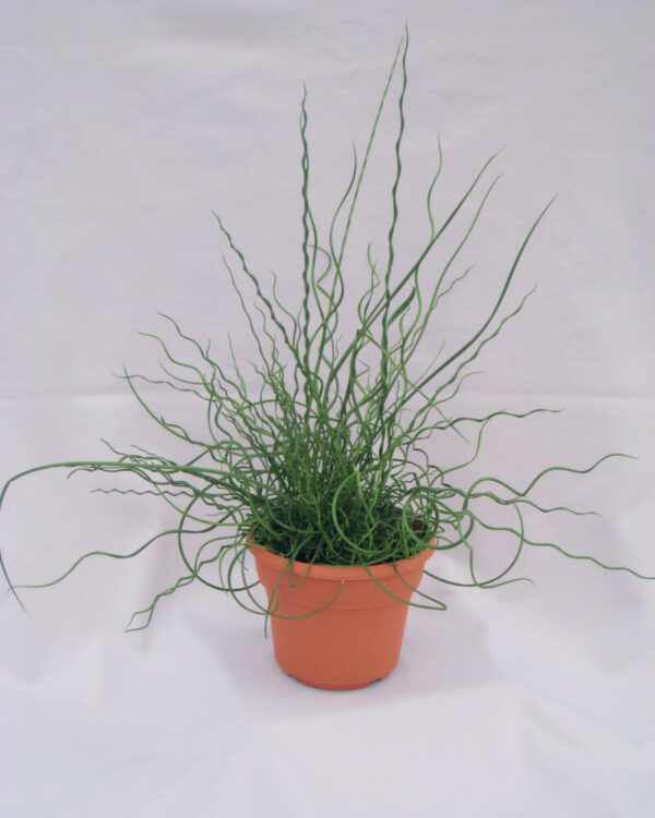 Corkscrew Rush - Sunlet Nursery