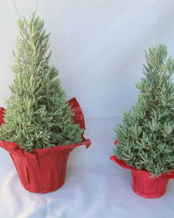 Lavender Holiday Tree - Sunlet Nursery