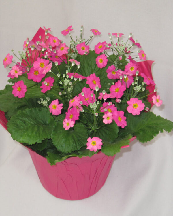 Fairy Primrose - Sunlet Nursery