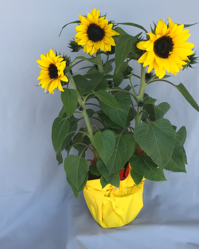 Sunflower - Sunlet Nursery